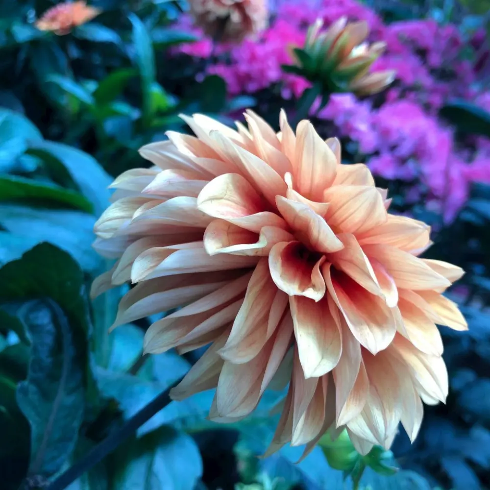 In Full Swing: Choosing Spring Bulbs for Massachusetts Gardens - ND ...